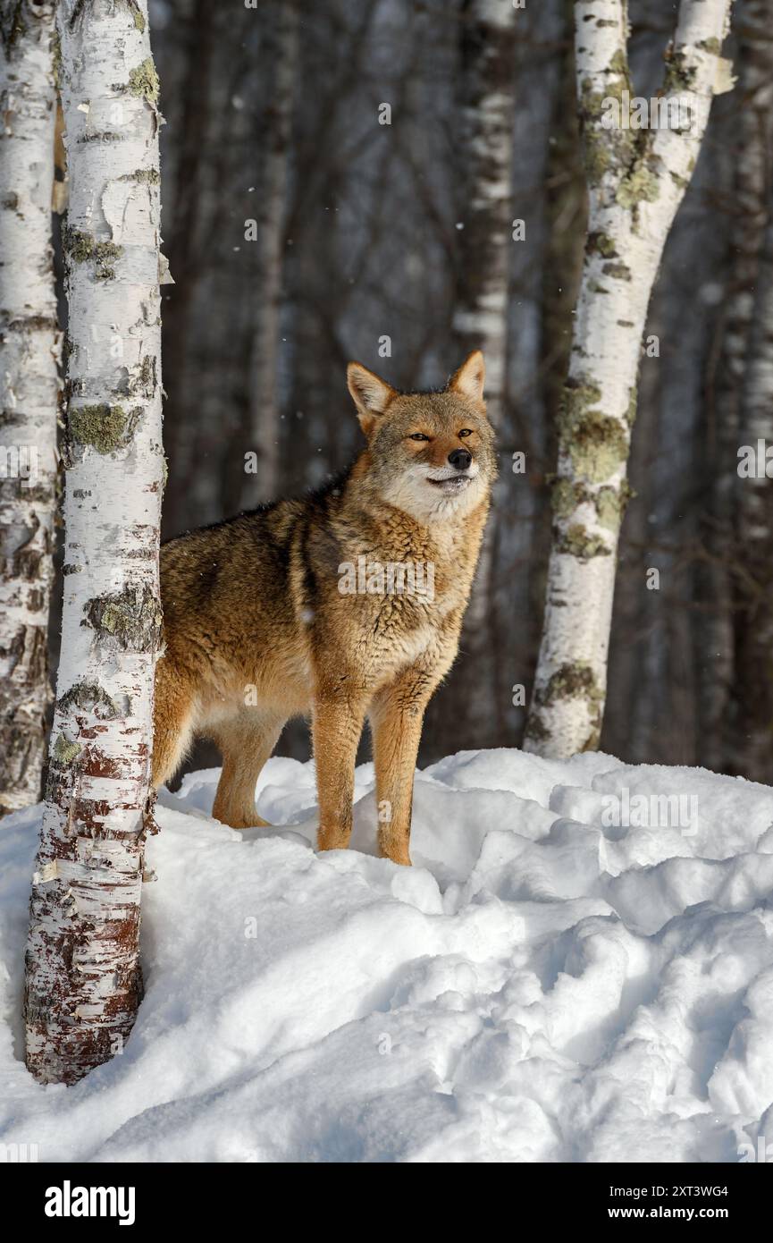 Coyote (Canis latrans) Looks SIde Eye Next to Birch Trees Winter ...