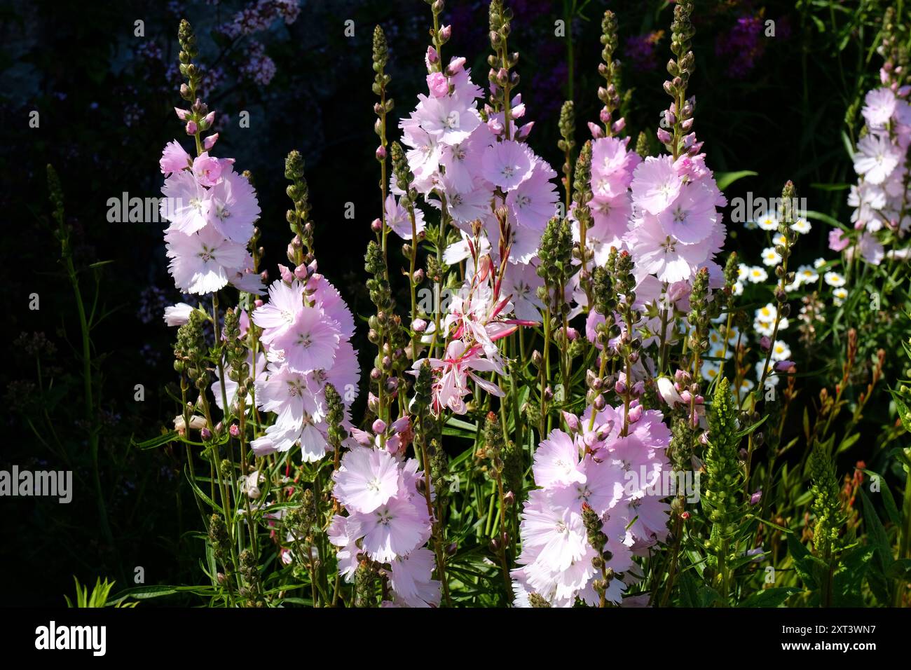 Sidalcea malviflora ‘elsie heugh’ hi-res stock photography and images ...