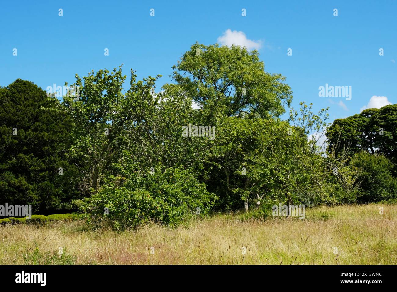 Old, untended cider apple trees - John Gollop Stock Photo - Alamy