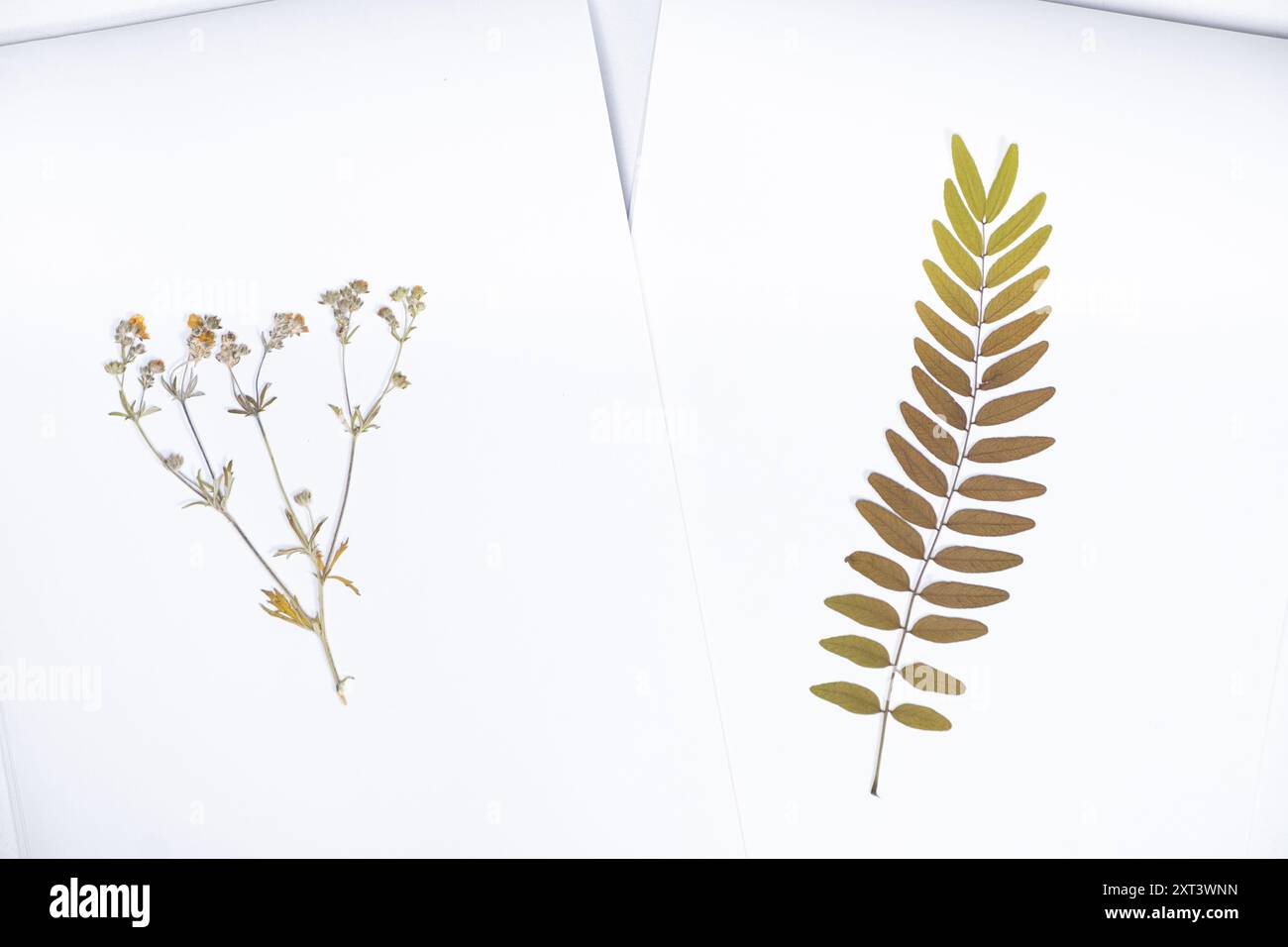 Collection of dried plants, herbarium in paper albums Stock Photo - Alamy