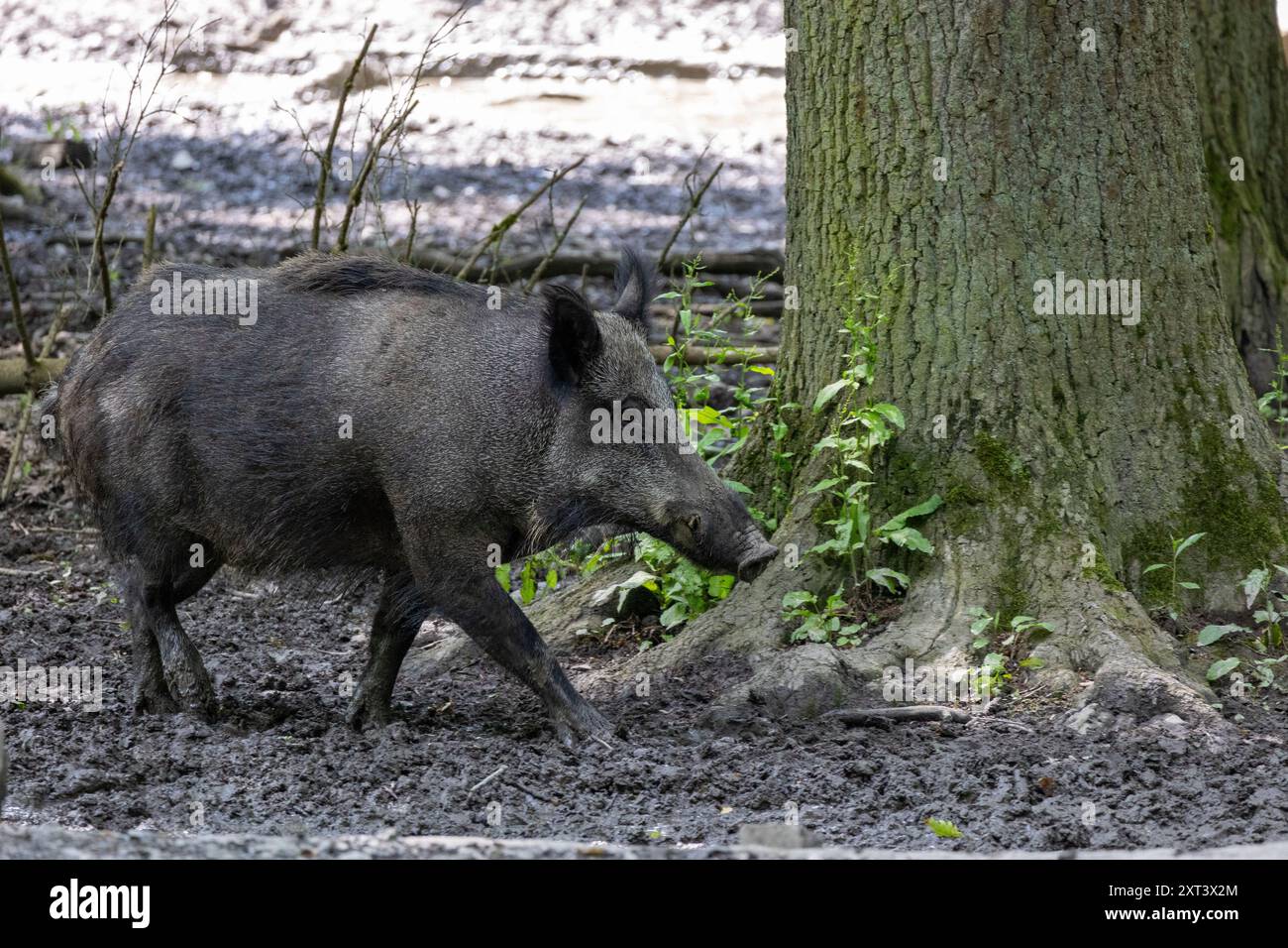 Wild boars dig in the muddy ground Stock Photo - Alamy