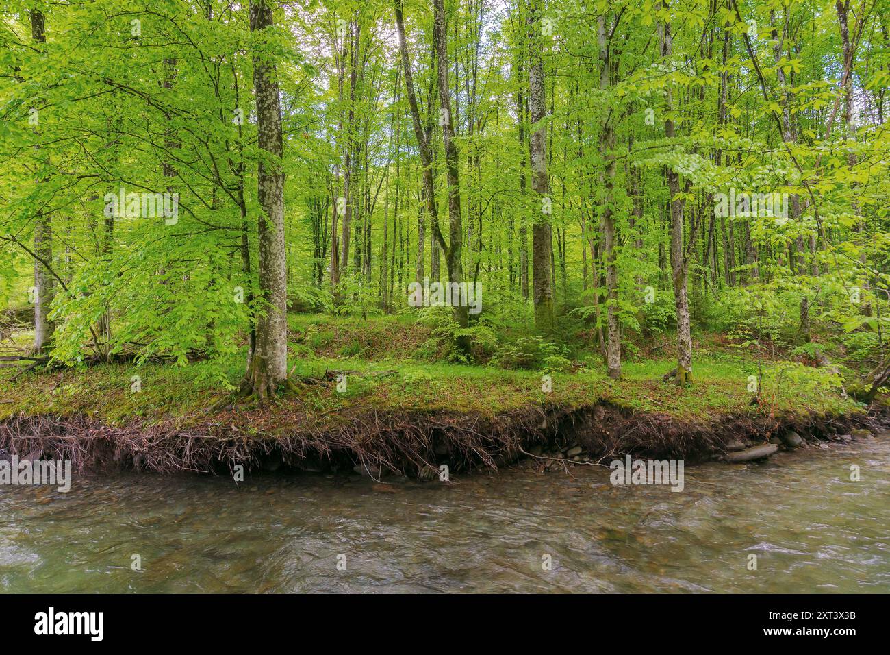 river in the forest. summer landscape. water flows through beech woods ...