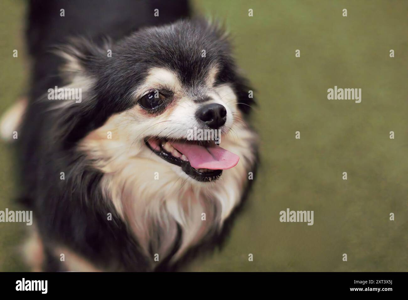 Close up of the face and head of an adult, female, black, white and tan ...