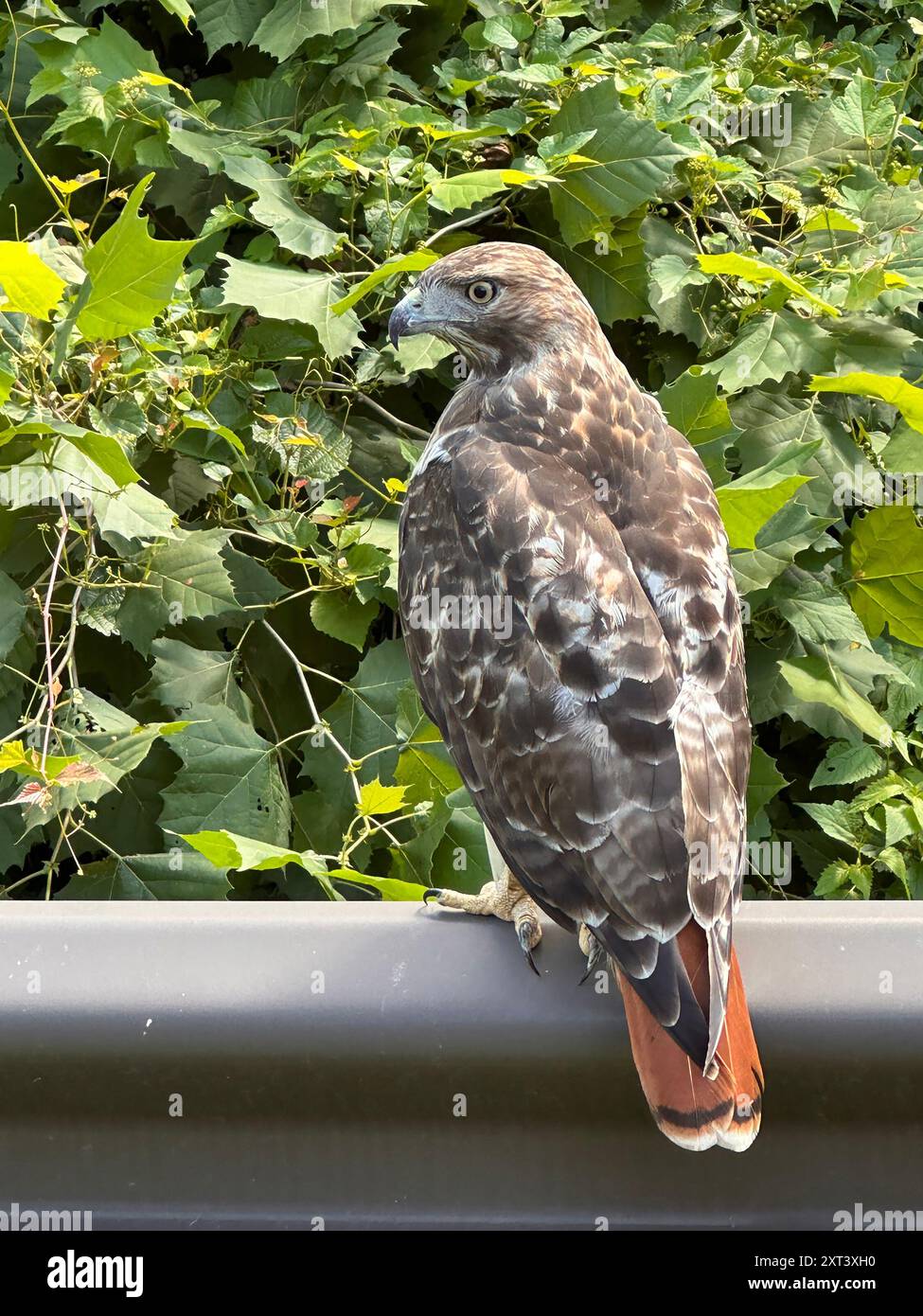 Red tail hawk sits hi-res stock photography and images - Alamy