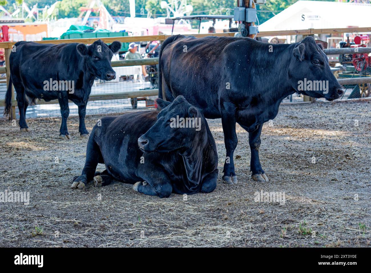 Three full size black cows on display in a pen at the fairgrounds for a ...