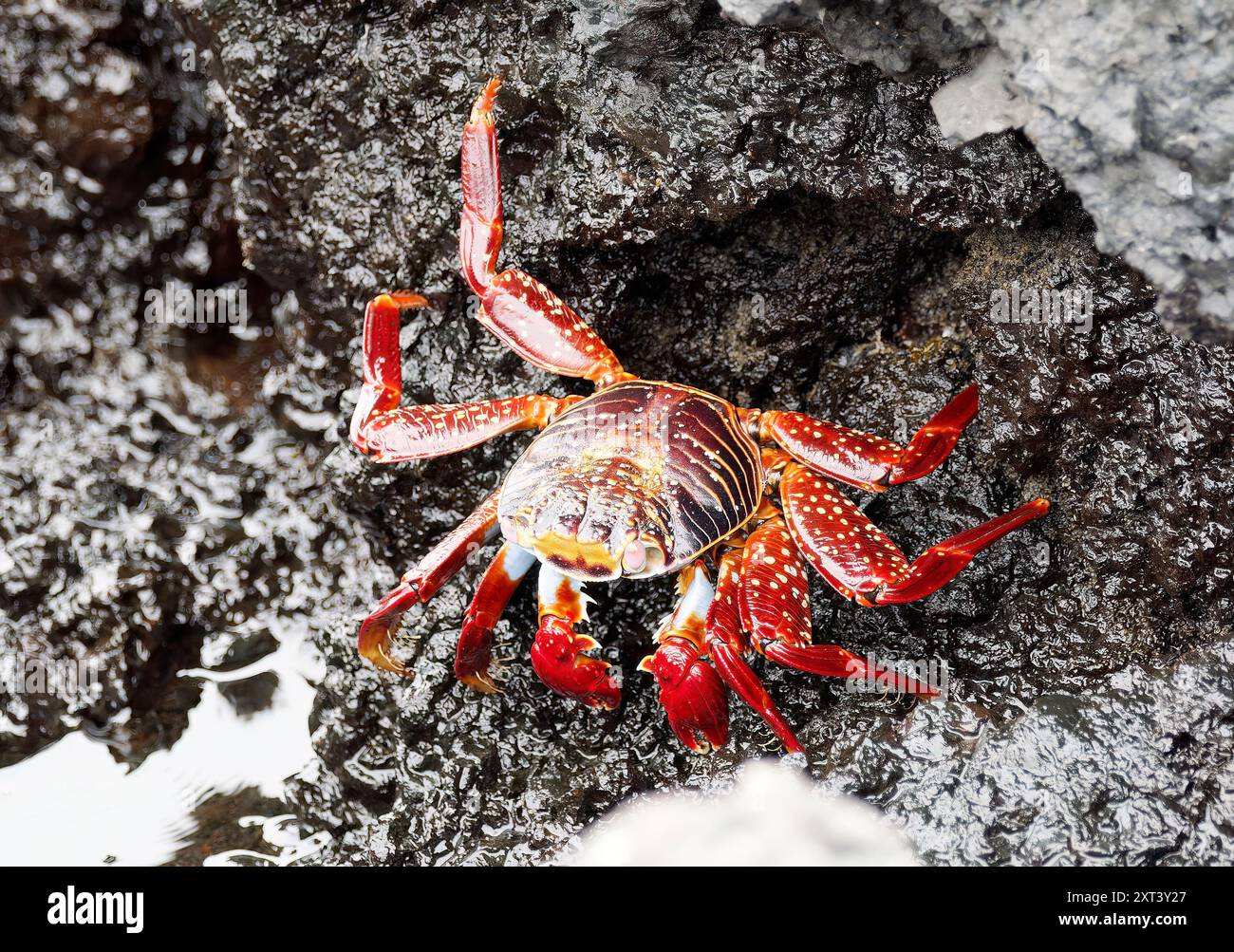 Voros tarisznyarak hi-res stock photography and images - Alamy