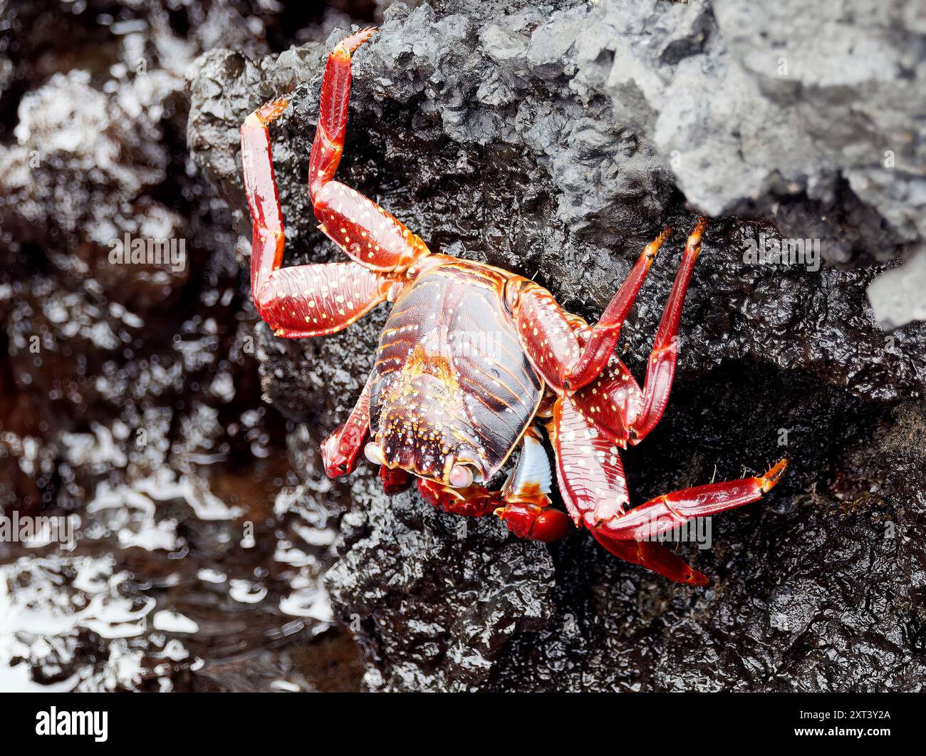 red rock crab, Rote Klippenkrabbe, Sally-pied-léger, Grapsus grapsus ...