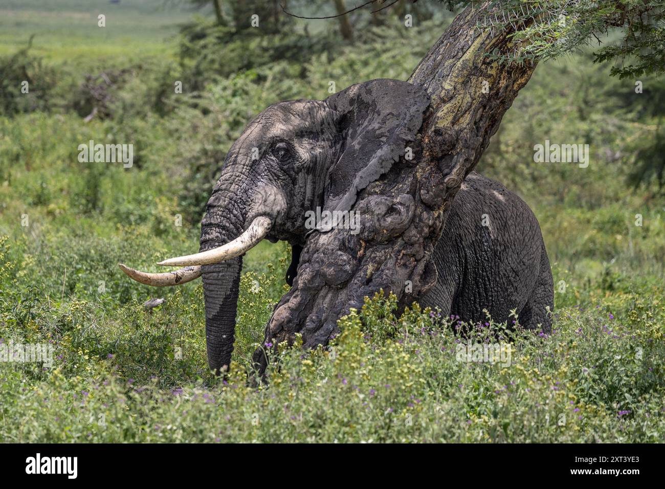 Lone Bull Elephants rubbing on Fever Tree, Ngorongoro Crater, Tanzania ...