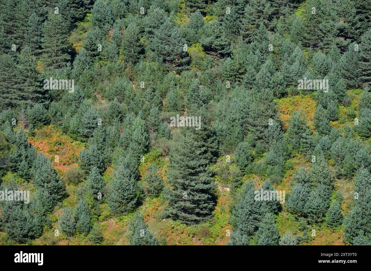 The Selva de Oza, an extensive beech and fir mixed forest in the ...