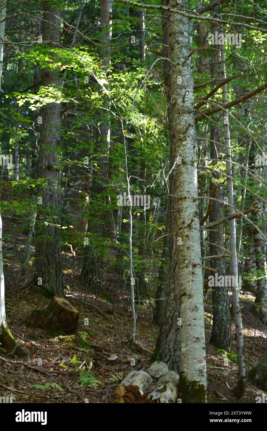 The Selva de Oza, an extensive beech and fir mixed forest in the ...