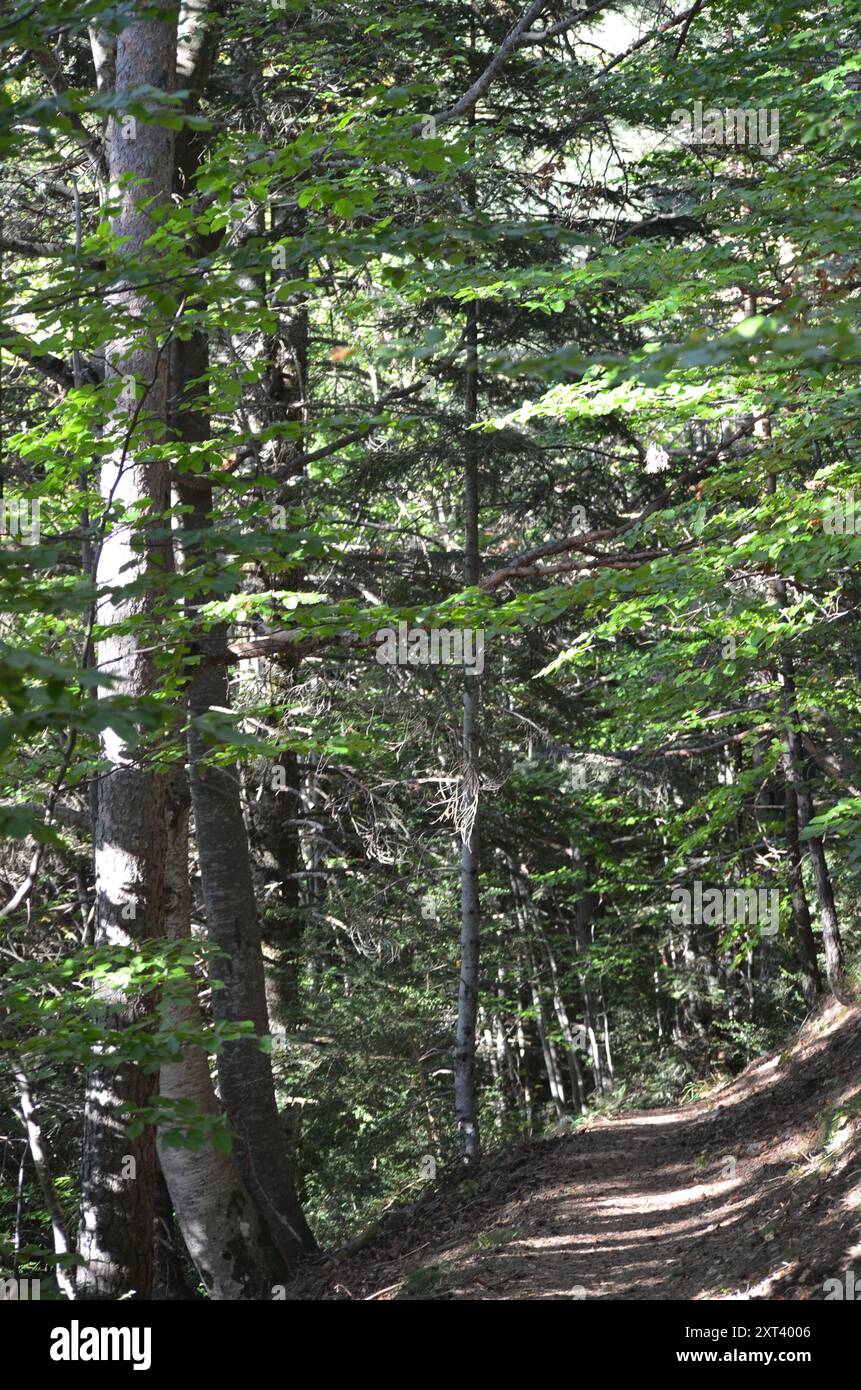 The Selva de Oza, an extensive beech and fir mixed forest in the ...