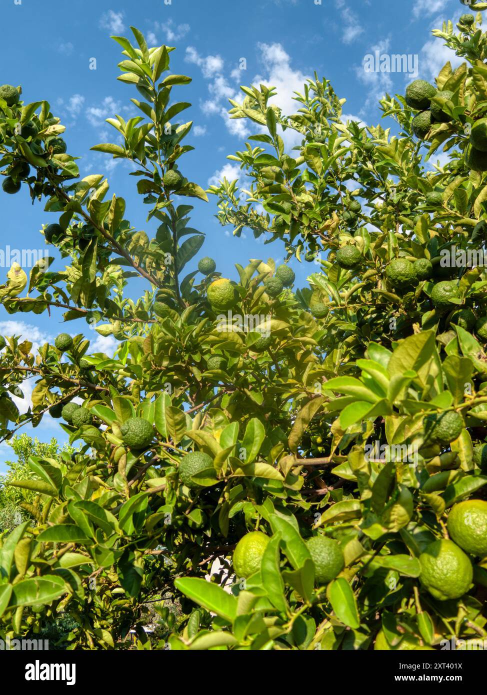 green lemons lime fruits in the tree, new crop of the year Stock Photo ...
