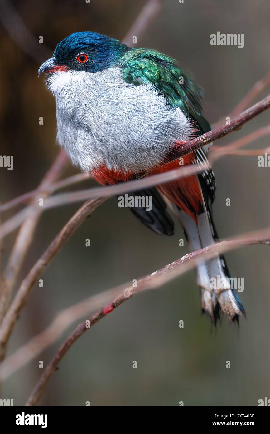 Cuban Trogon or Tocororo (Priotelus temnurus Stock Photo - Alamy