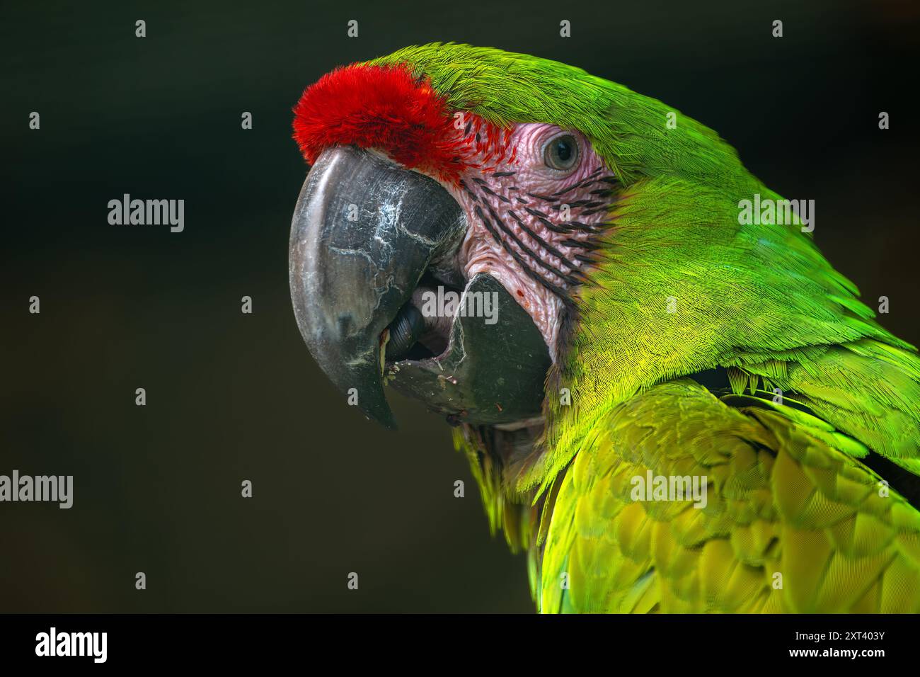 Portrait of a Great Green Macaw (Ara ambiguus Stock Photo - Alamy
