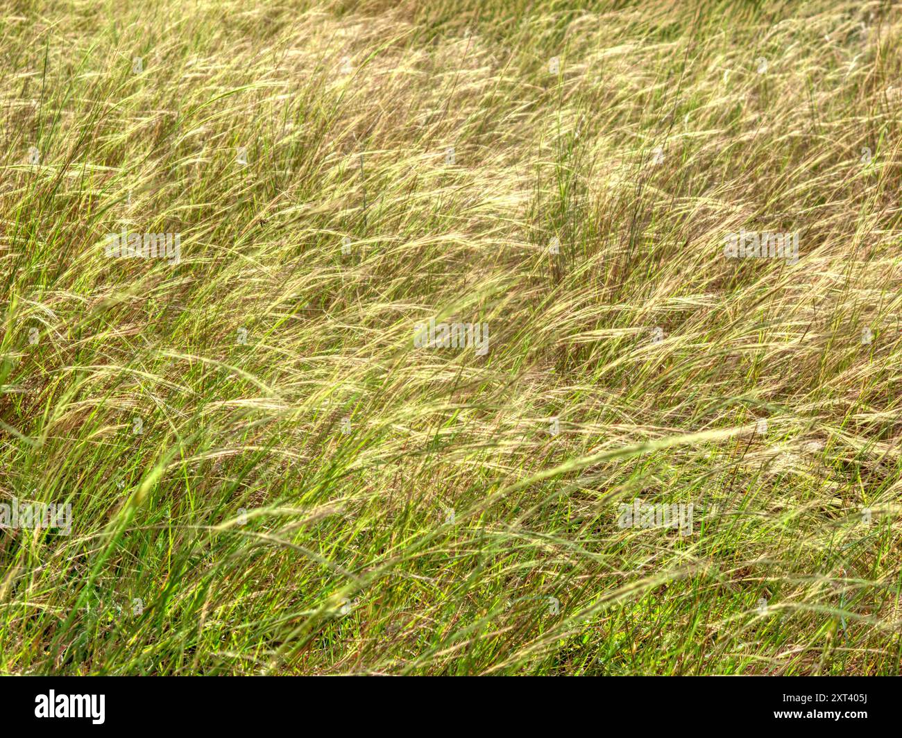 organic grass family on a meadow, abstract texture for design elements ...