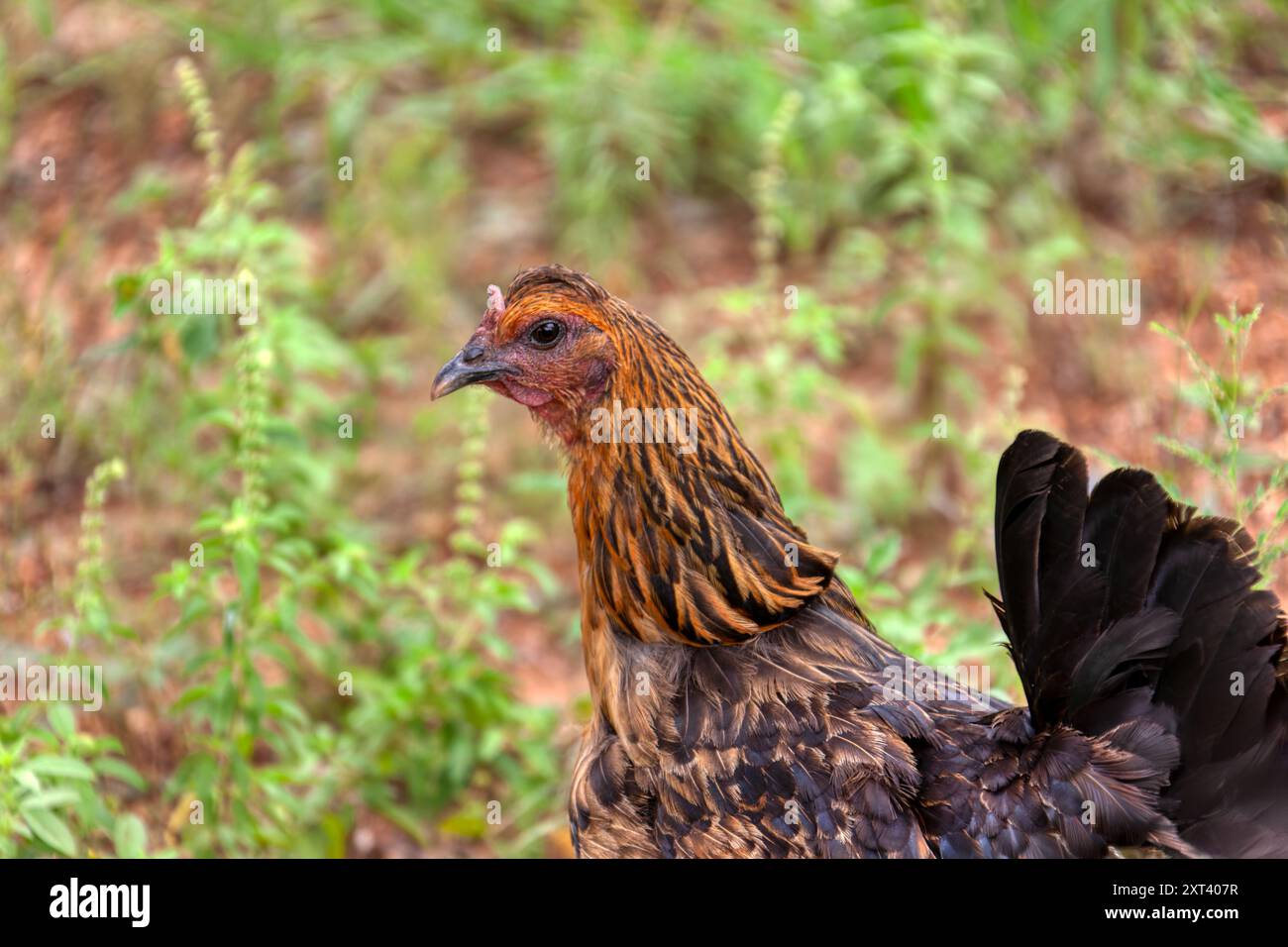 Setswana hi-res stock photography and images - Alamy