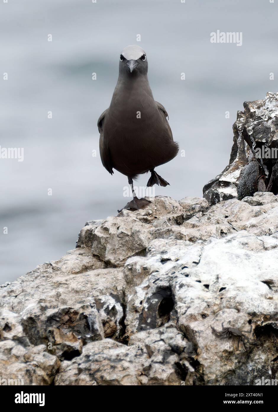 Brown noddy, Braunnoddi, Noddi brun, Anous stolidus galapagensis, barna ...
