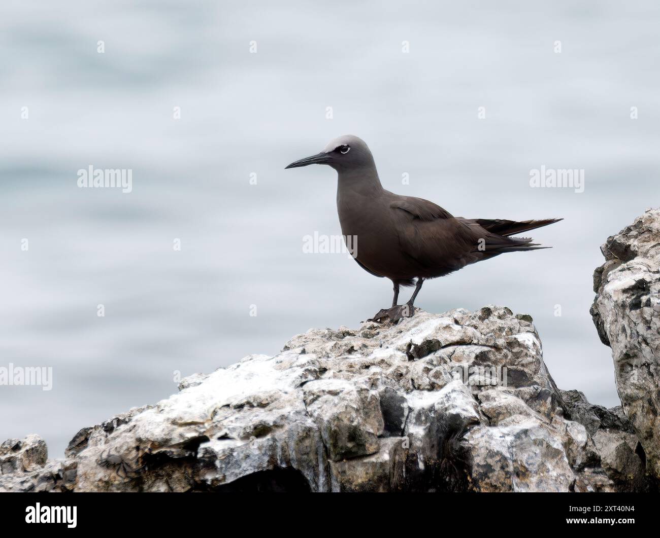 Braunnoddi hi-res stock photography and images - Alamy