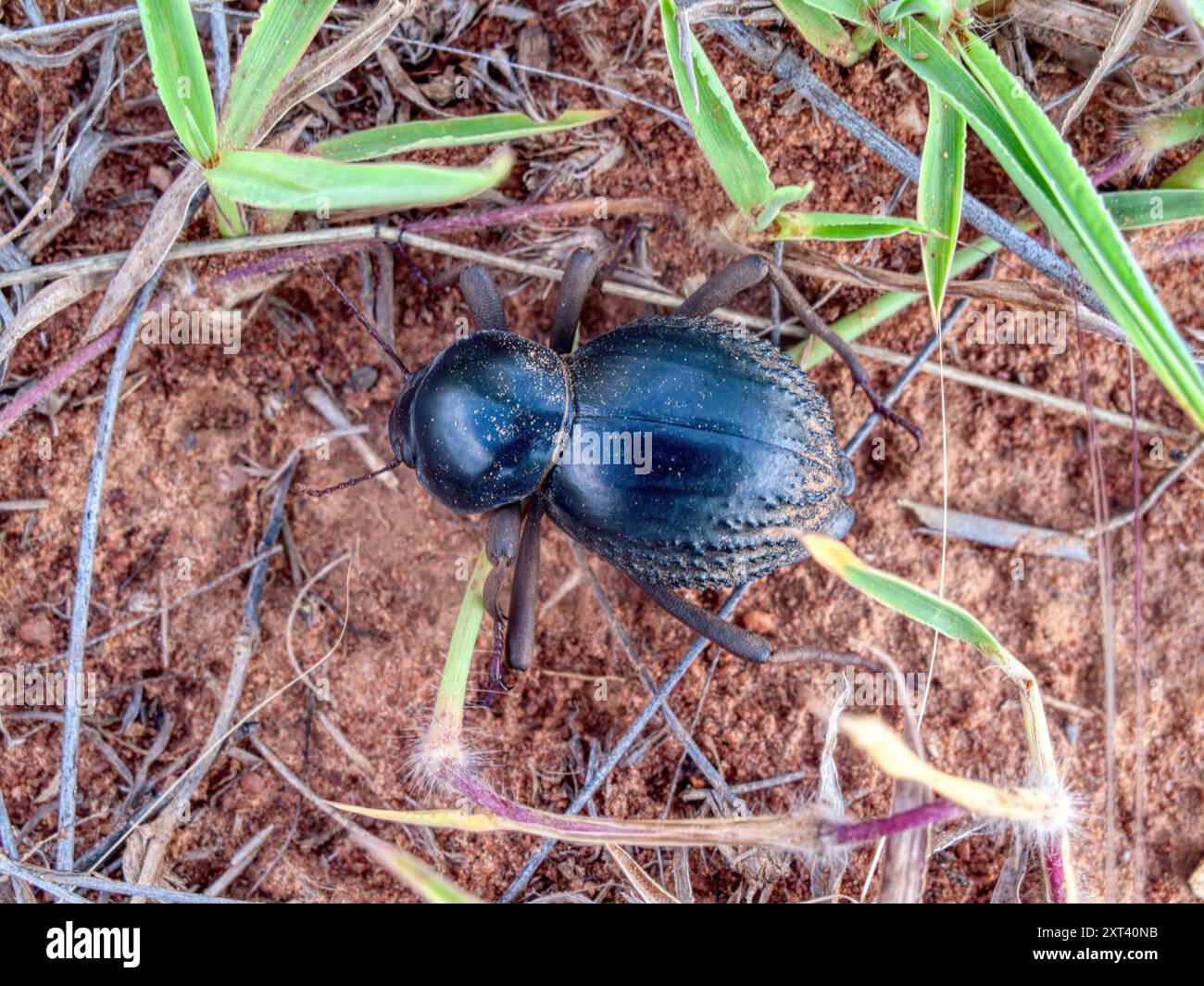 african black beetle walking in agricultural field Stock Photo - Alamy