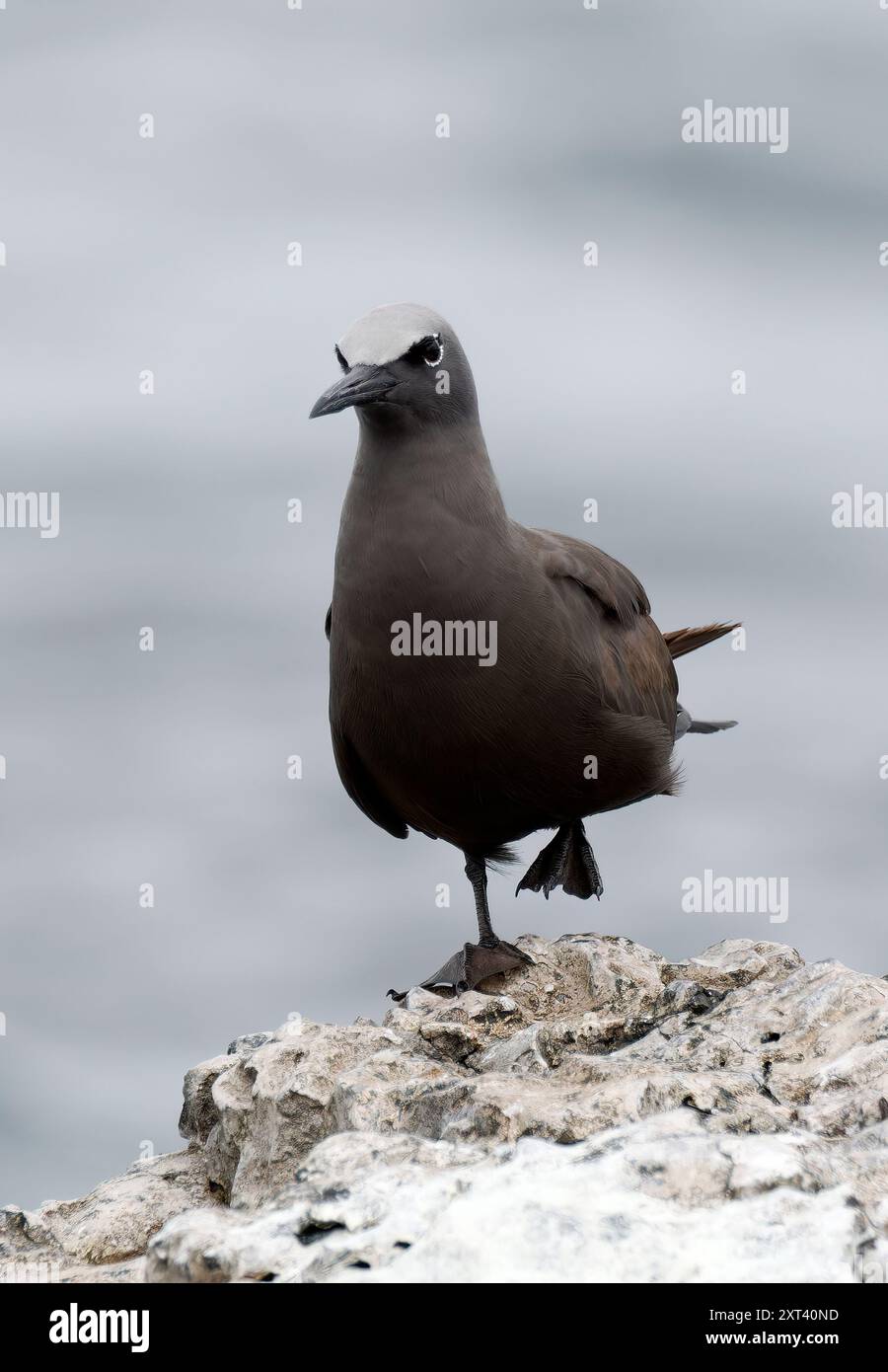 Brown noddy, Braunnoddi, Noddi brun, Anous stolidus galapagensis, barna ...