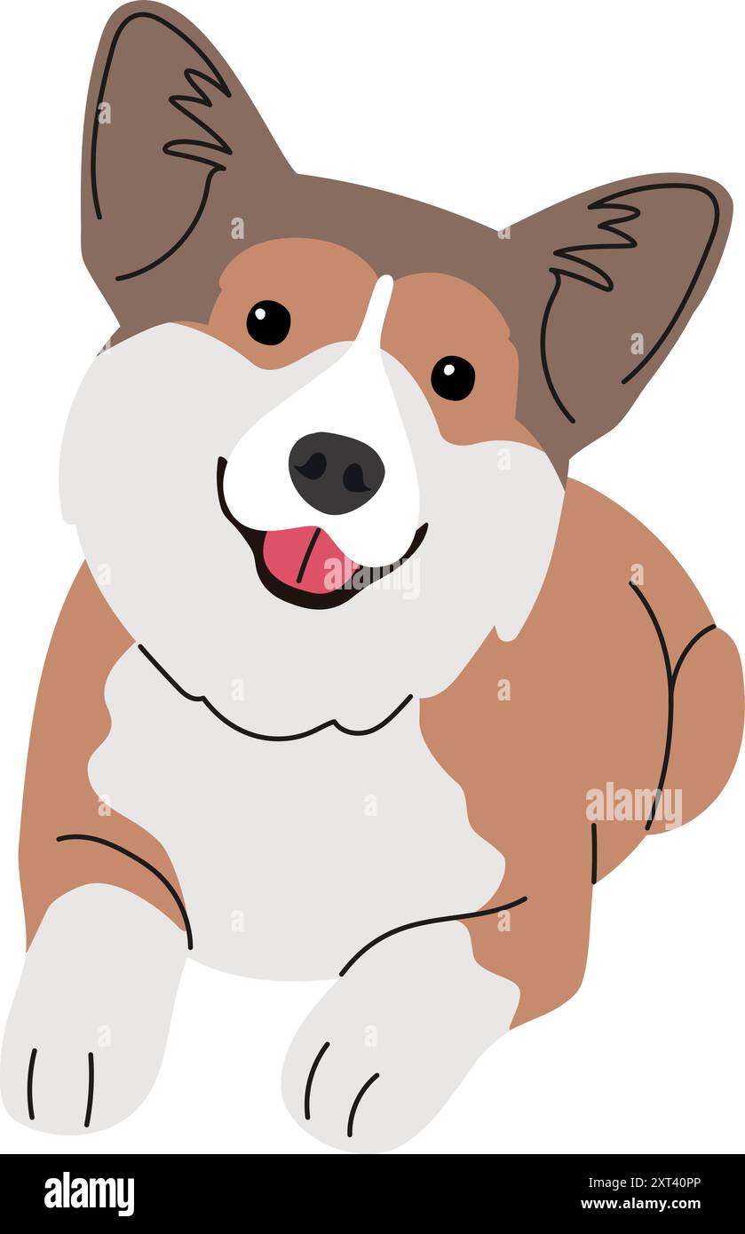 Corgi breed dog on a white background authors work Stock Vector Image ...