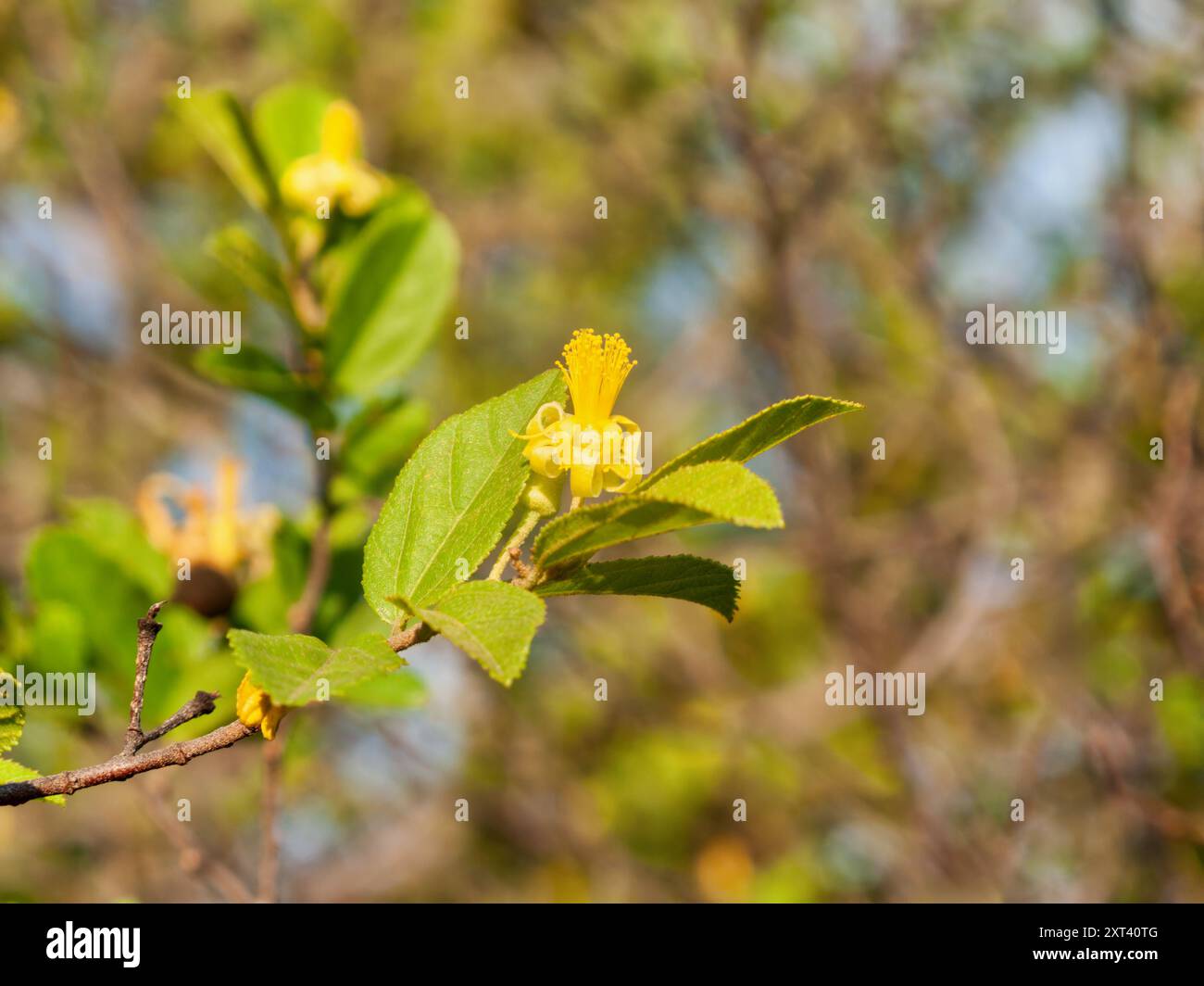 Donkey berry hi-res stock photography and images - Alamy