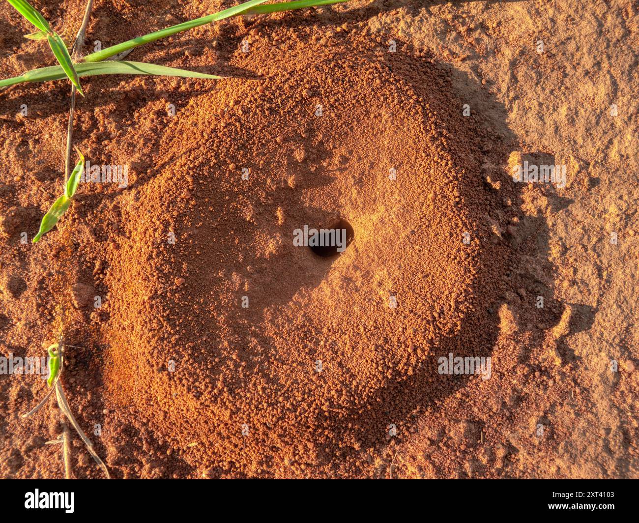 ants nest top view hole in the red sand ground africa Stock Photo - Alamy
