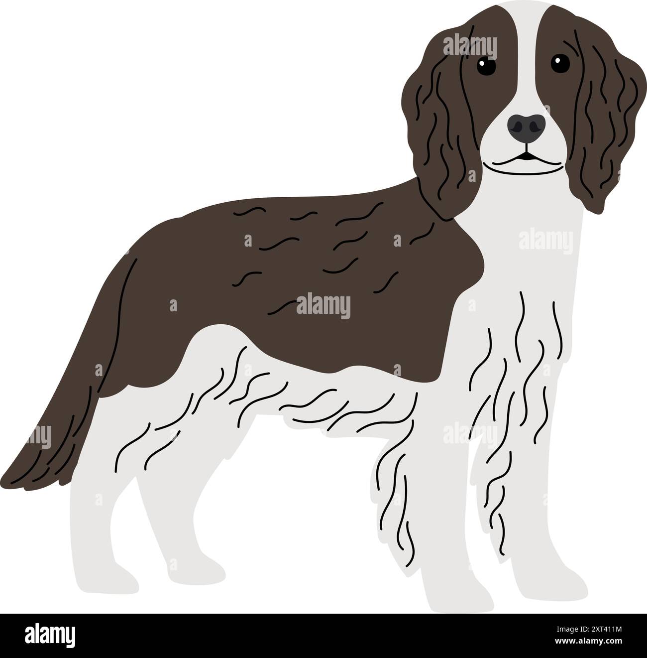 Hairy spaniel Cut Out Stock Images & Pictures - Alamy