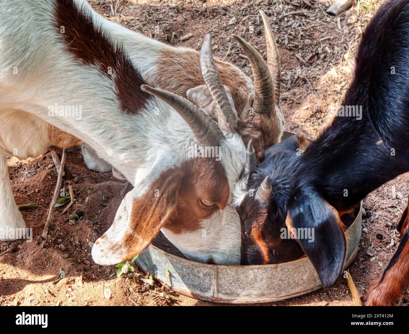 Africa village goat eating hi-res stock photography and images - Alamy
