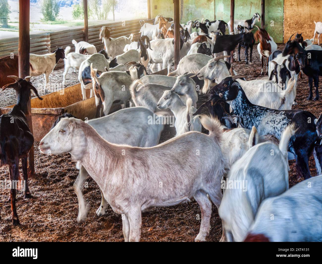 small business, agricultural small livestock, goats under the shed at ...