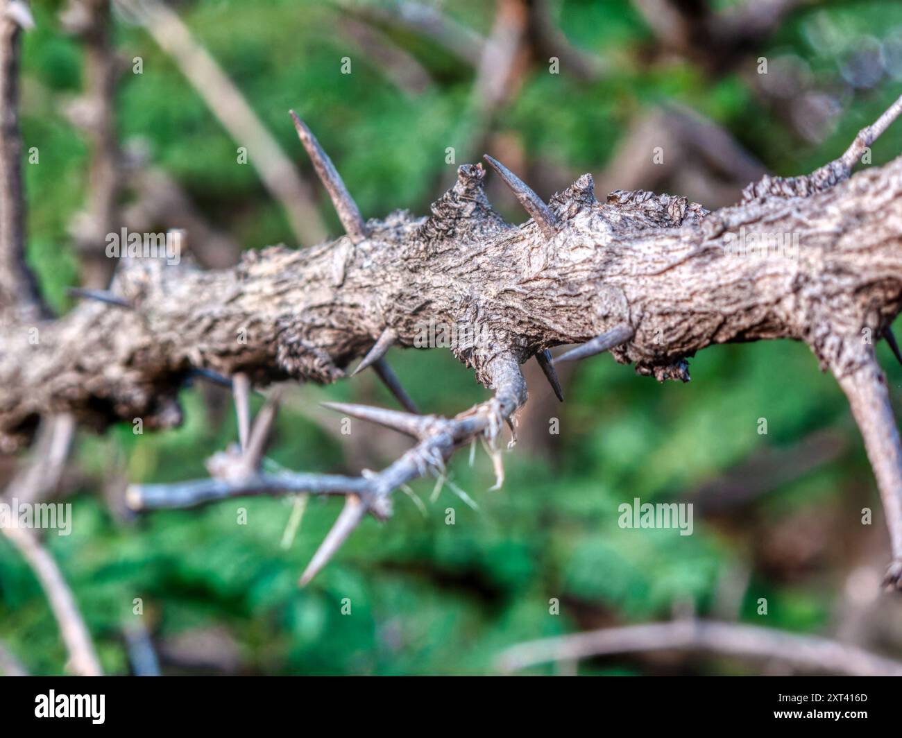 branch of Dichrostachys cinerea, known as sicklebush, Bell mimosa ...