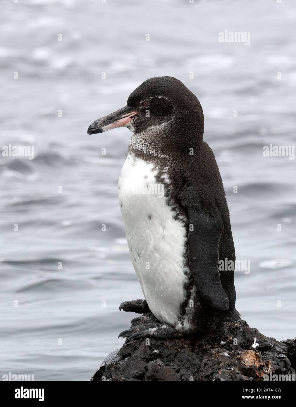 Galapagos penguin, Galápagos-Pinguin, Manchot des Galápagos, Spheniscus ...