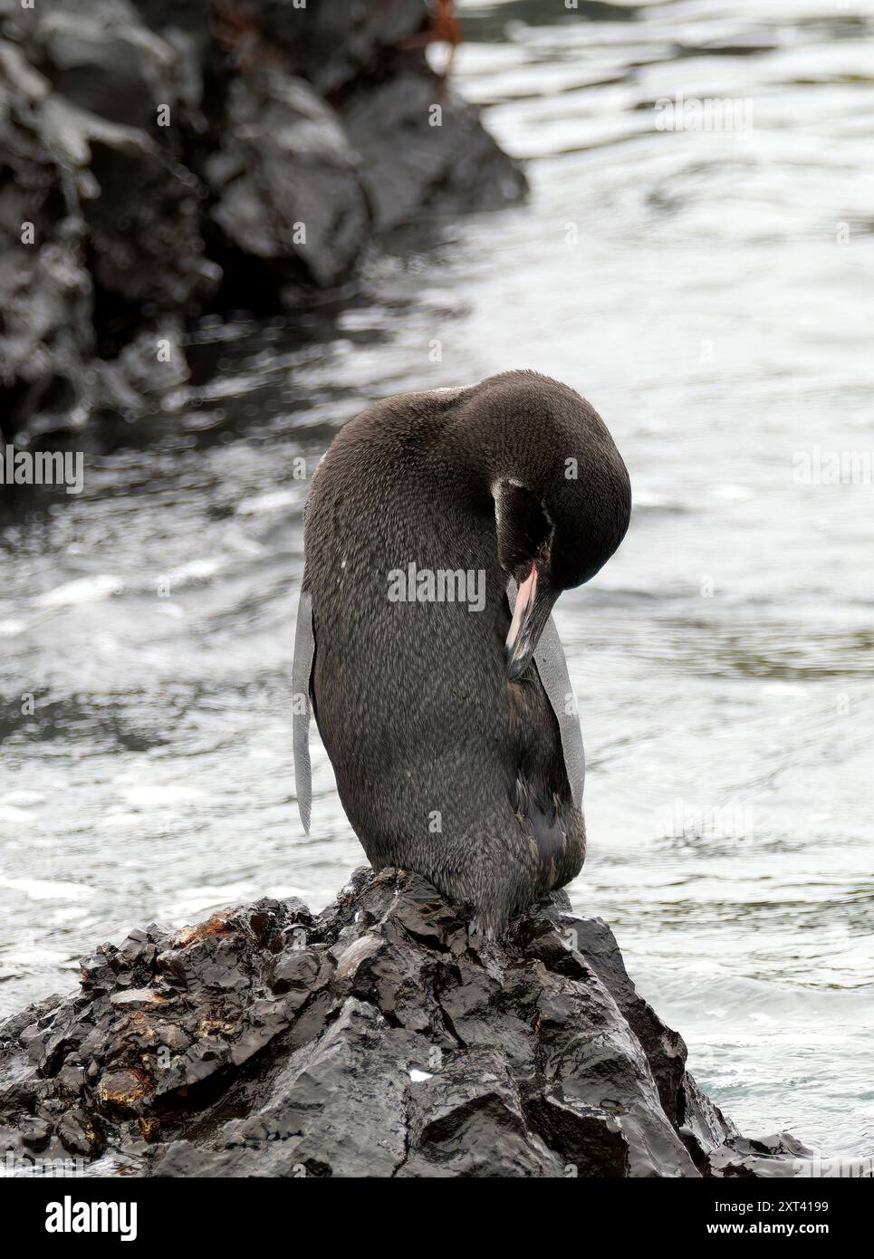 Galapagos penguin, Galápagos-Pinguin, Manchot des Galápagos, Spheniscus ...