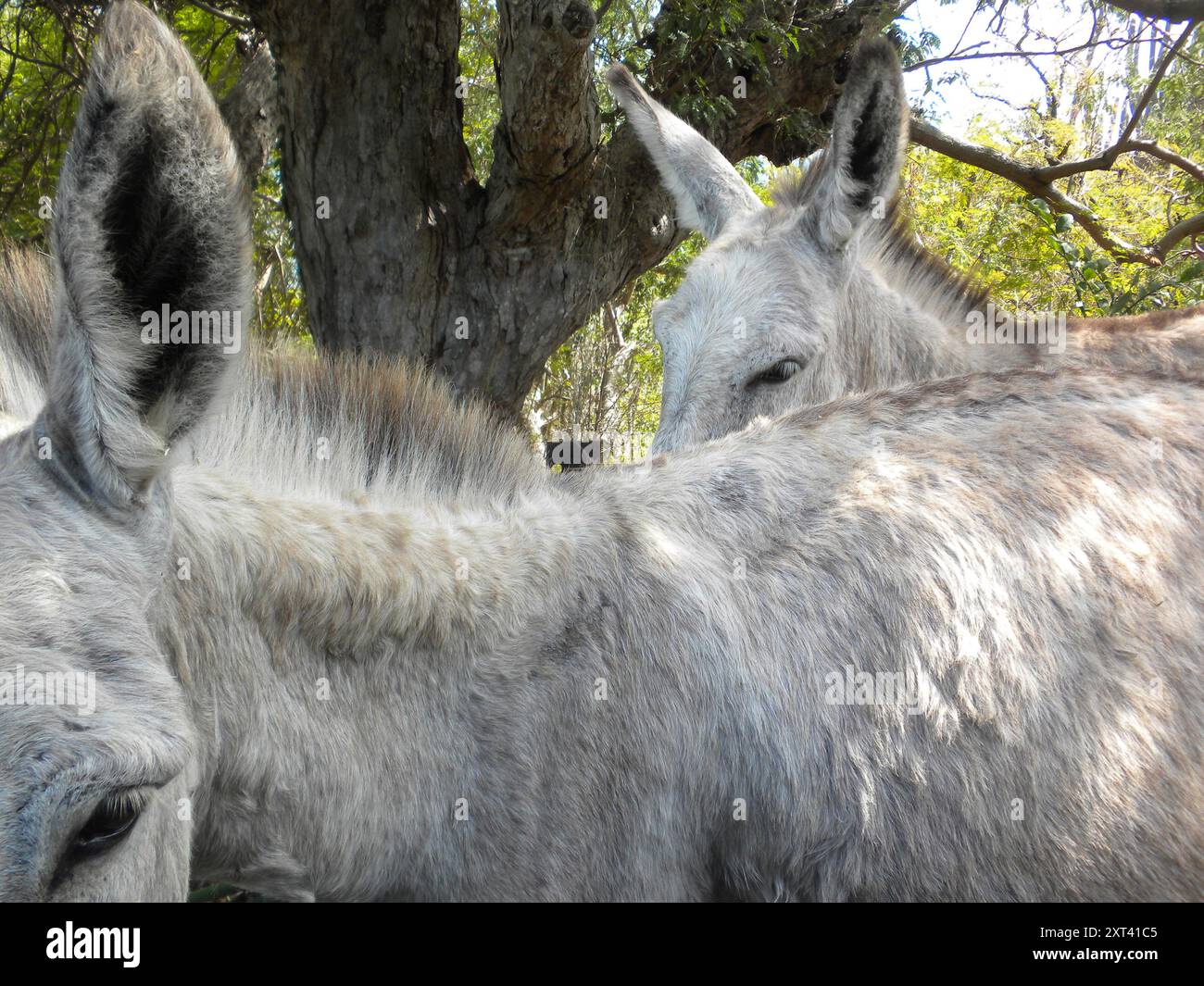 Two donkeys on road hi-res stock photography and images - Alamy