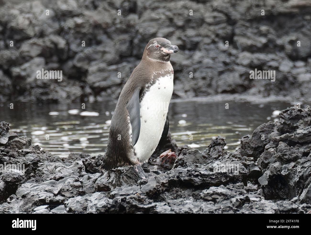 Galapagos penguin, Galápagos-Pinguin, Manchot des Galápagos, Spheniscus ...