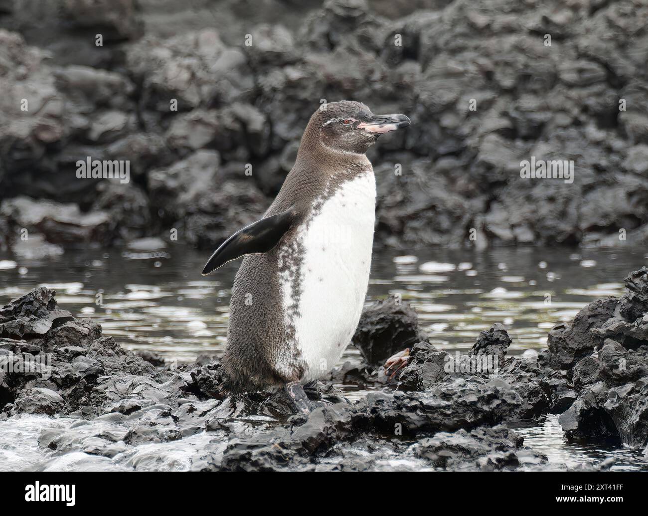 Galapagos penguin, Galápagos-Pinguin, Manchot des Galápagos, Spheniscus ...