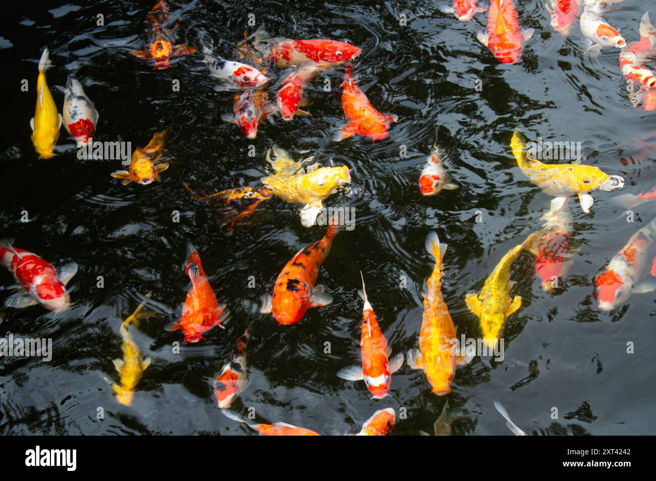 Colorful koi fish in the lake with reflections of tree shadows. Group ...