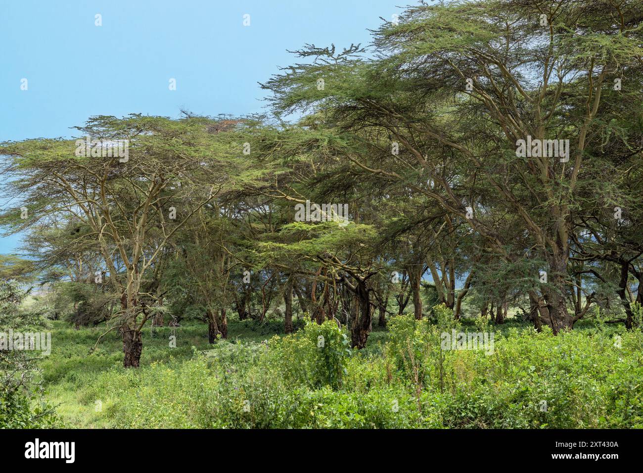 Yellow fever tree acacia xanthophloea hi-res stock photography and ...