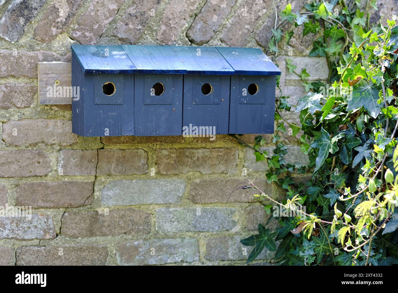 4 hole Sparrow Nest Boxes fixed to garden wall Stock Photo - Alamy