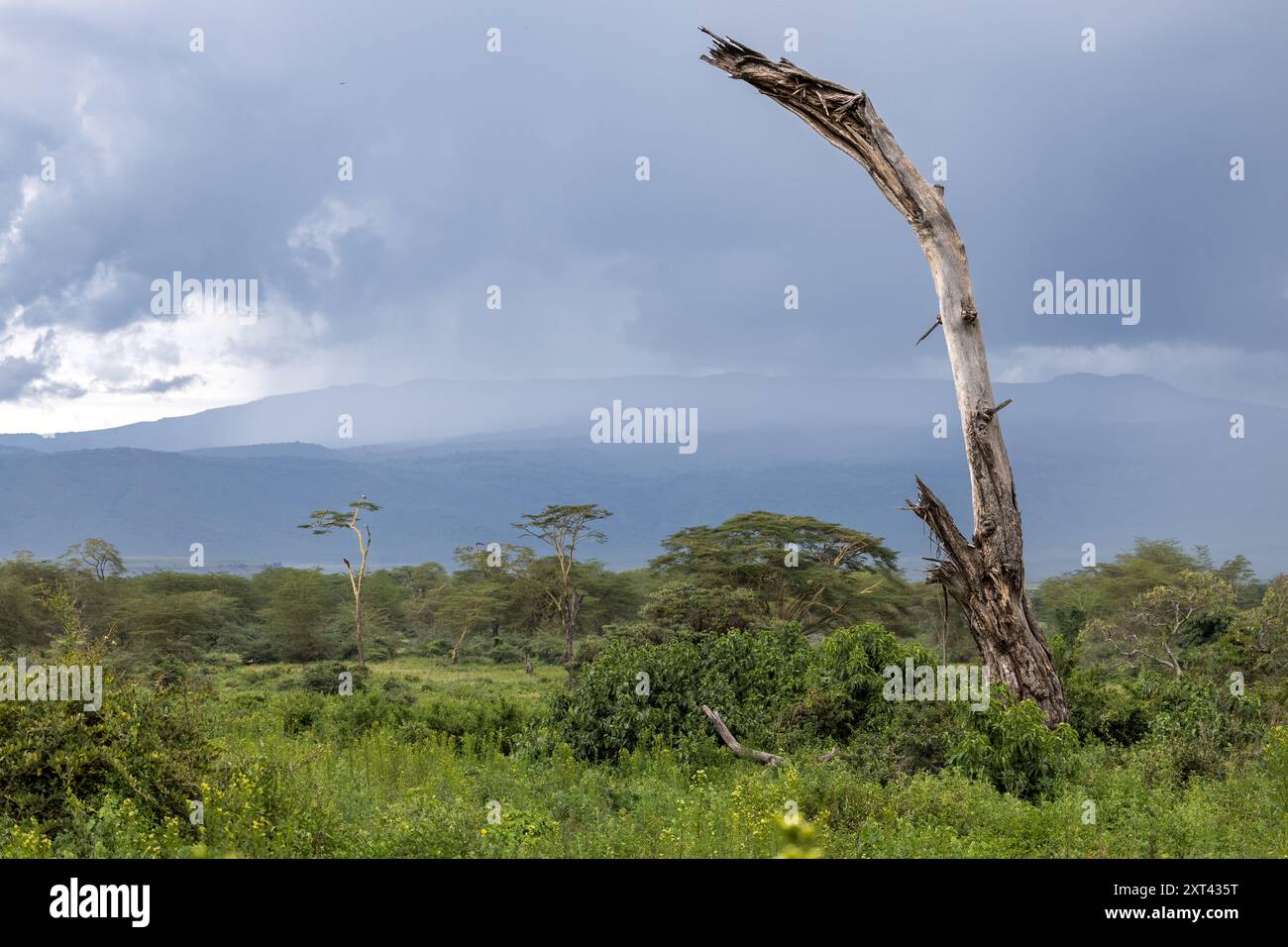 Fever Tree woodlands with dead tree, Ngorongoro Crater, Tanzania Stock ...
