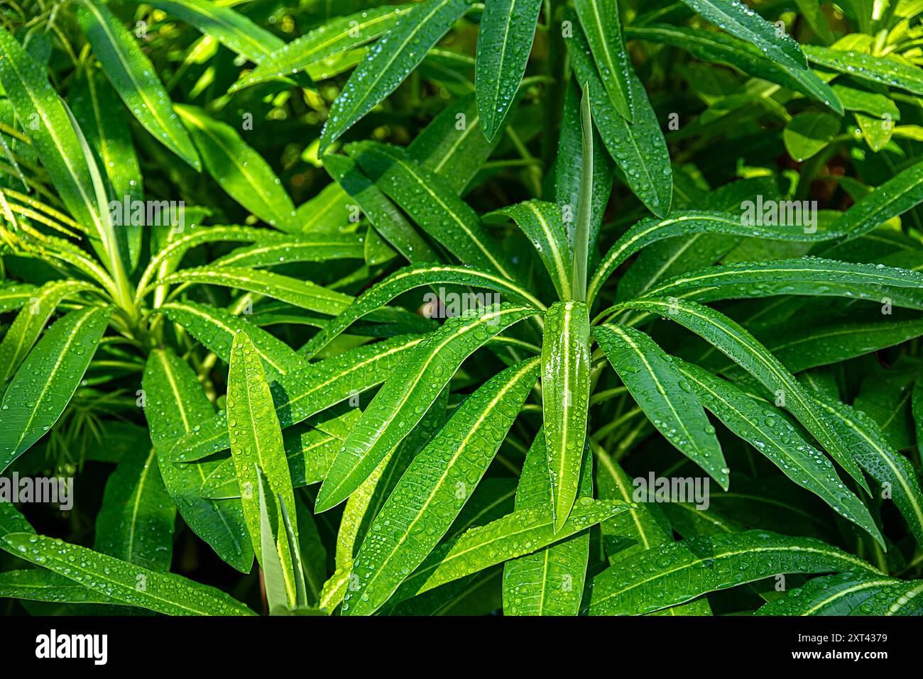 background; Euphorbia mellifera; leaf; raindrop, plant; drop; race ...