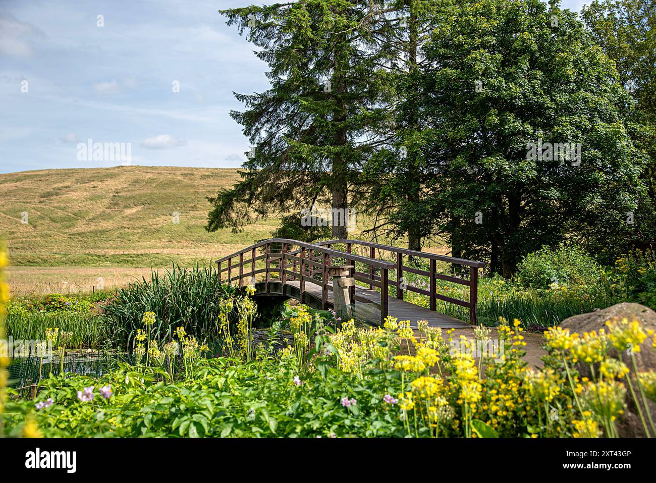 Landscape photography of of a wooden bridge over a pond; footbridge ...