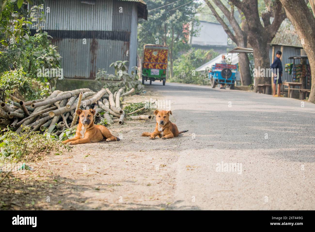 Two playful puppies in brown and white, Stray dogs sleep in bangladesh ...