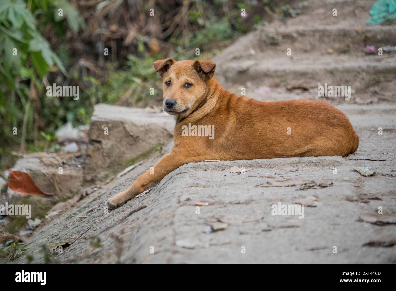 Cute baby dog in bangladesh hi-res stock photography and images - Alamy