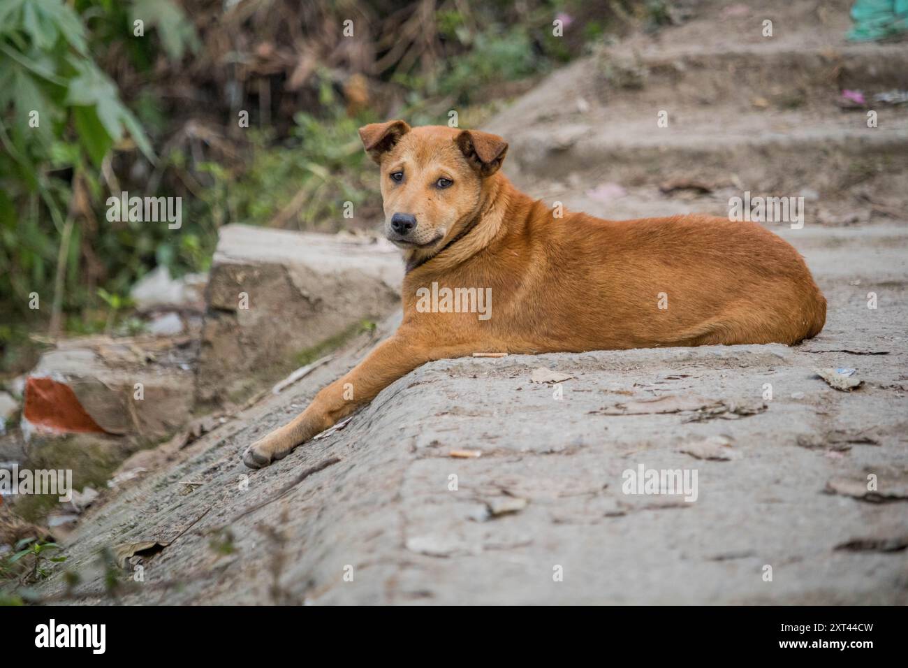 Cute baby dog in bangladesh hi-res stock photography and images - Alamy