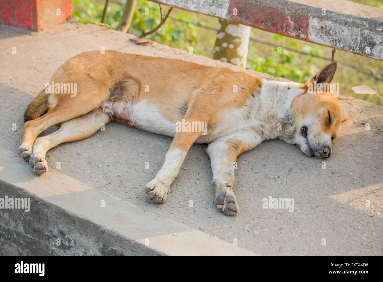 Stray dogs sleep bangladesh,One cute dogs sleeping next to each other ...