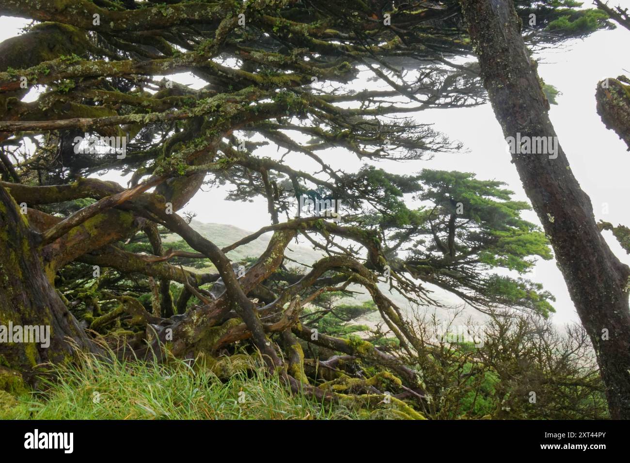 Wet conifer tree branches hi-res stock photography and images - Alamy