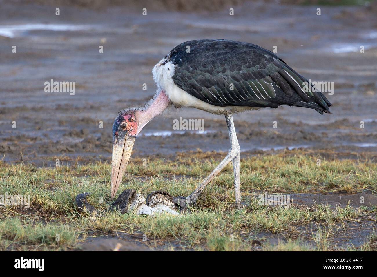 Marabou Stork,pecking cape buffalo skull, Ndutu Plains, Serengeti ...