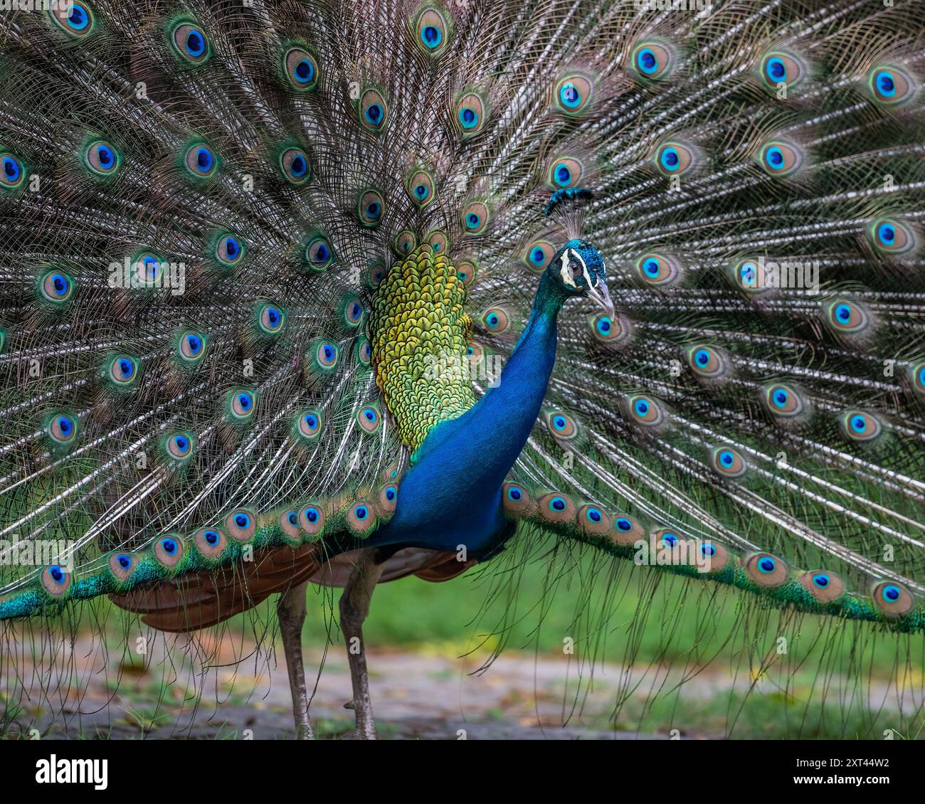 Peacock side view hi-res stock photography and images - Alamy