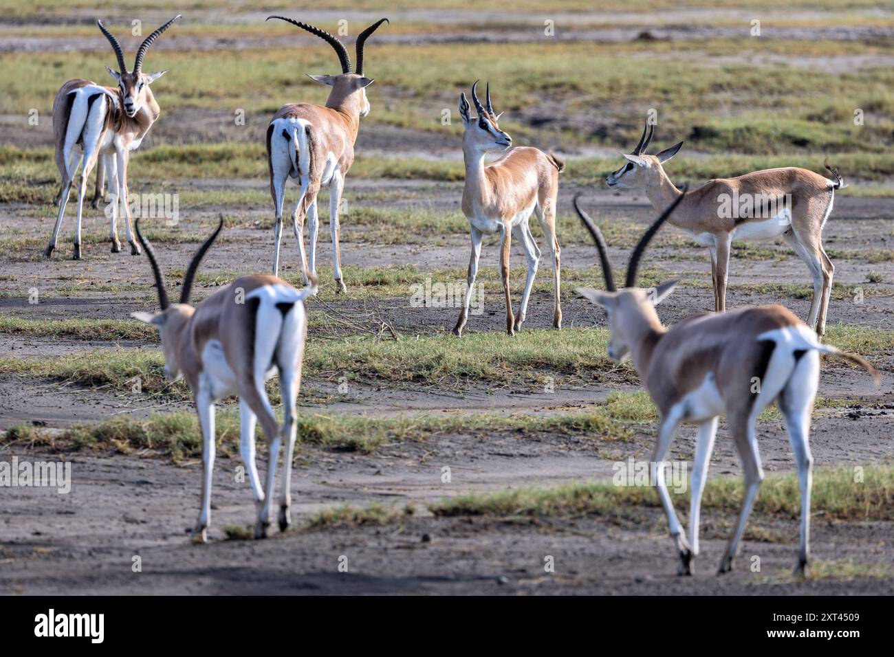Gazelle serengeti tanzania gazelle granti hi-res stock photography and ...